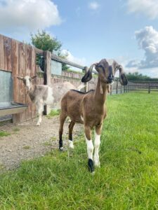 Home - Kildare Farm Foods